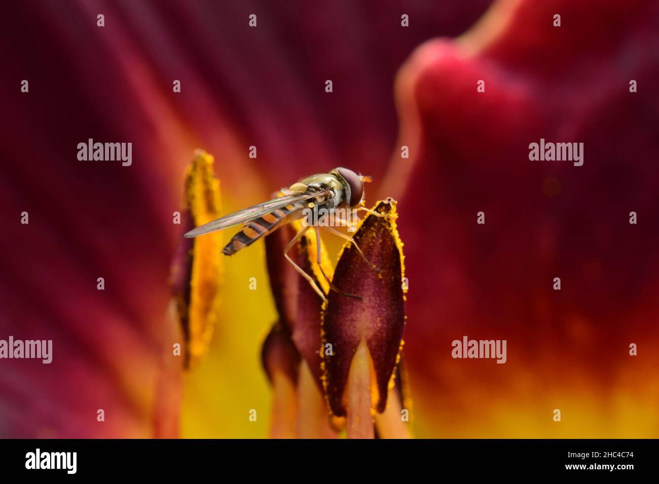 Closeup shot of a hornet sitting on a flower bud Stock Photo - Alamy