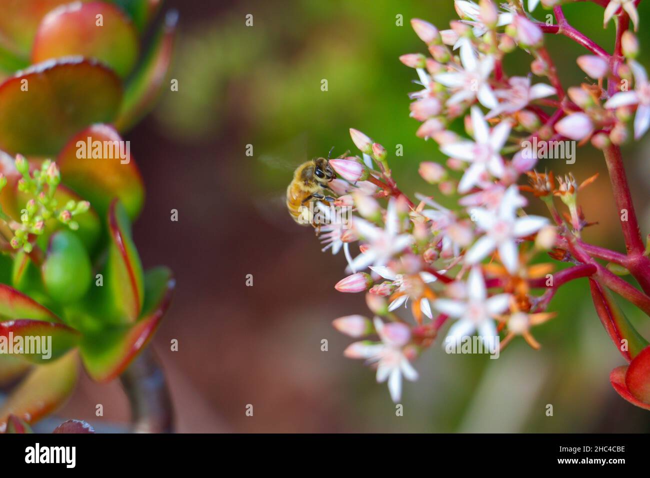 Jade flowers hi-res stock photography and images - Alamy