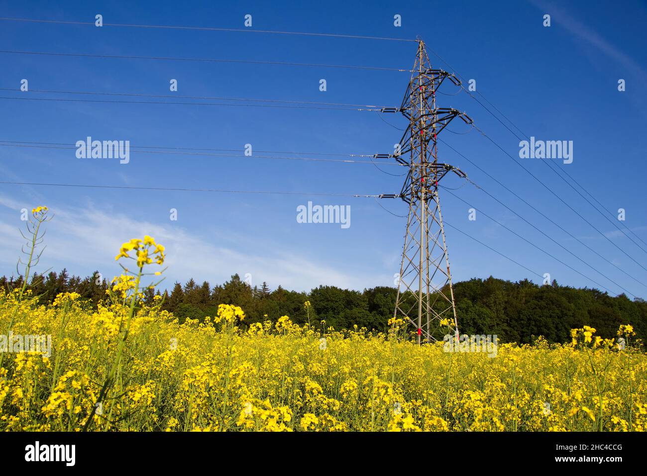 Electric pylon in rape field. Yellow rape field and High voltage power ...