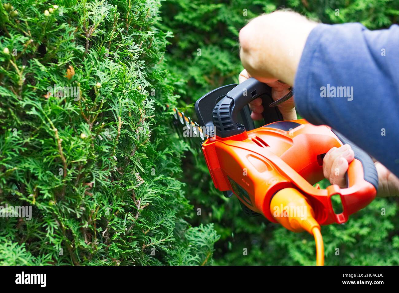 Old man trimming hedge with electric garden scissors, focus on hands ...