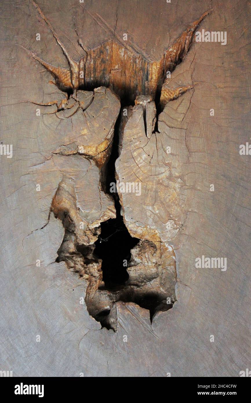 Beautiful wood texture of a cut section of a tree trunk Stock Photo - Alamy
