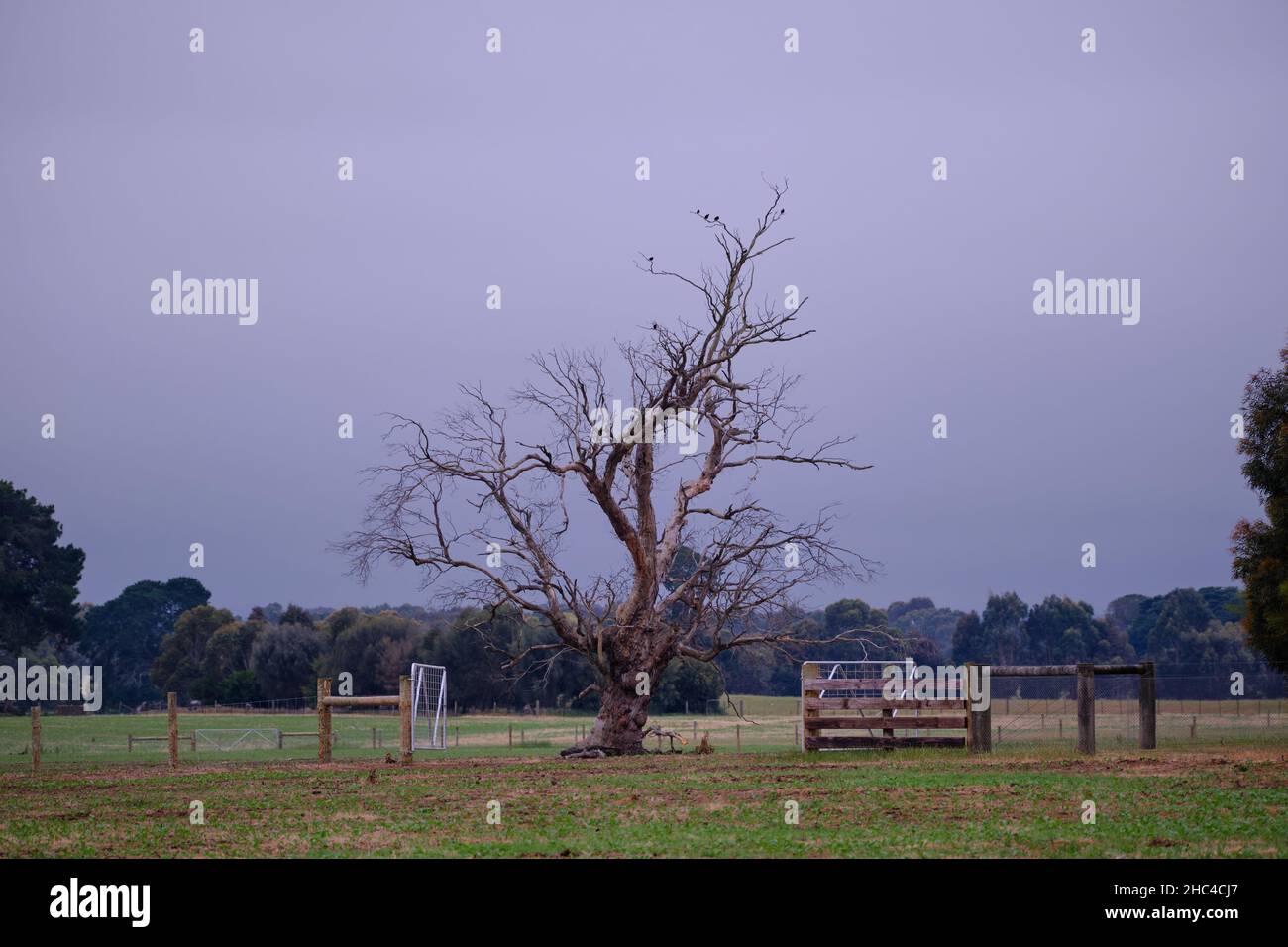 Dead gum tree hi-res stock photography and images - Alamy