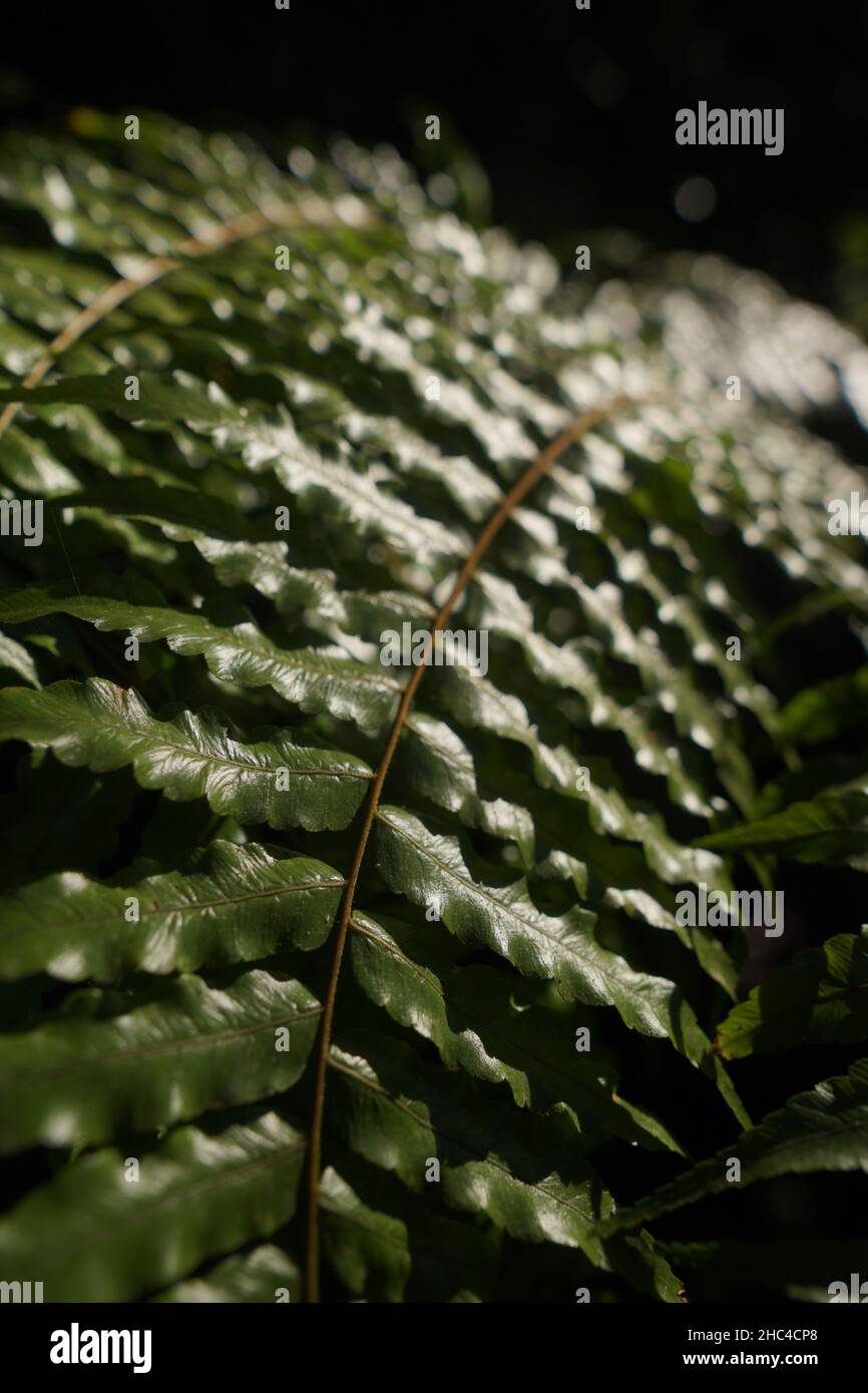 Nephrolepis plant hi-res stock photography and images - Alamy