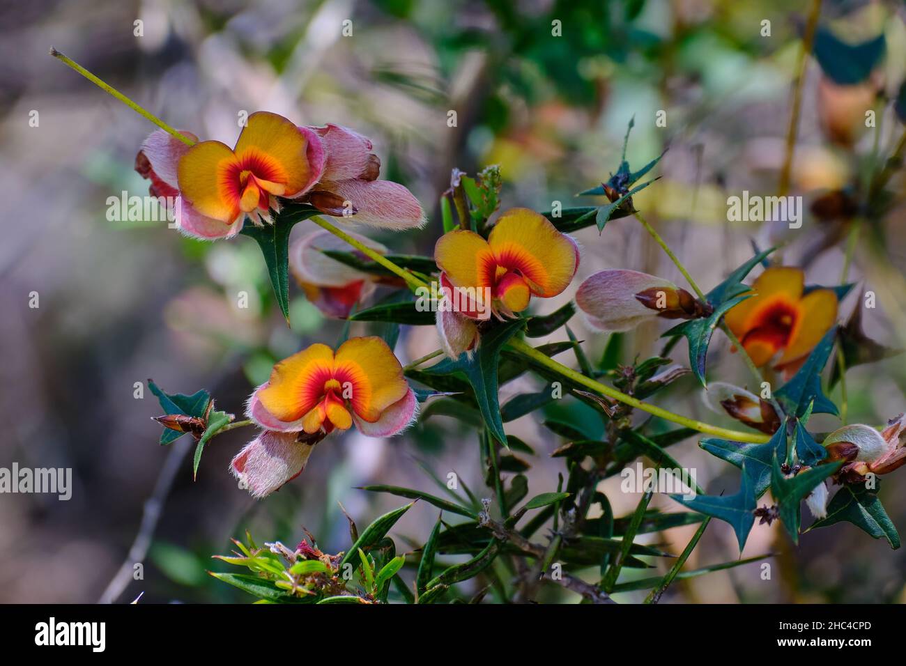 Common Flat Pea Stock Photo - Alamy