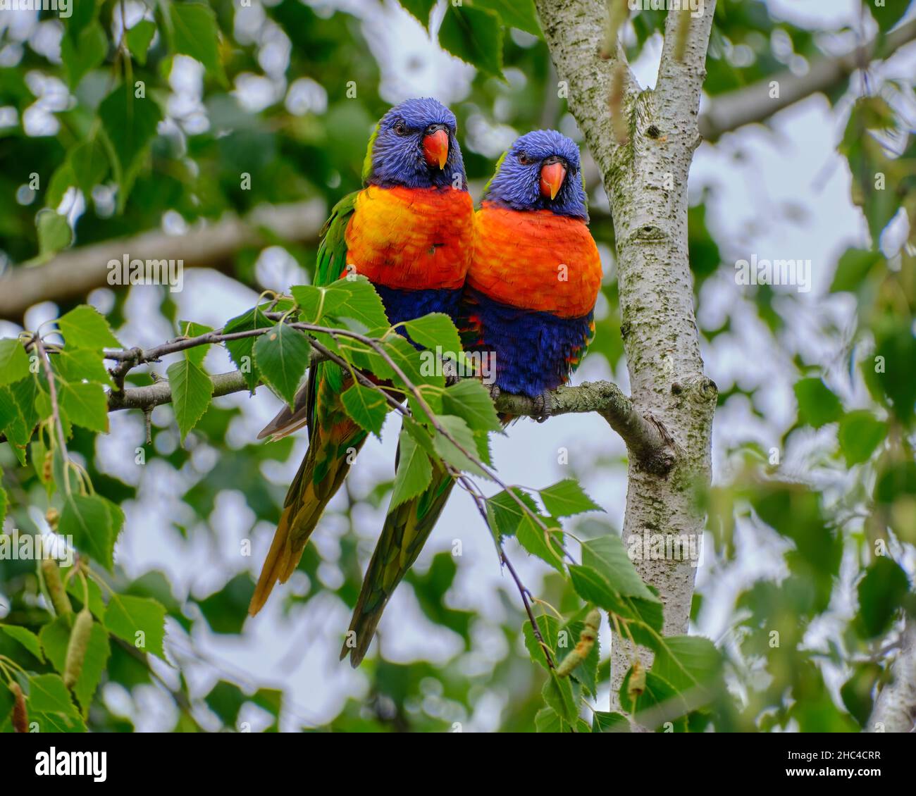Australian backyard birds hi-res stock photography and images - Alamy