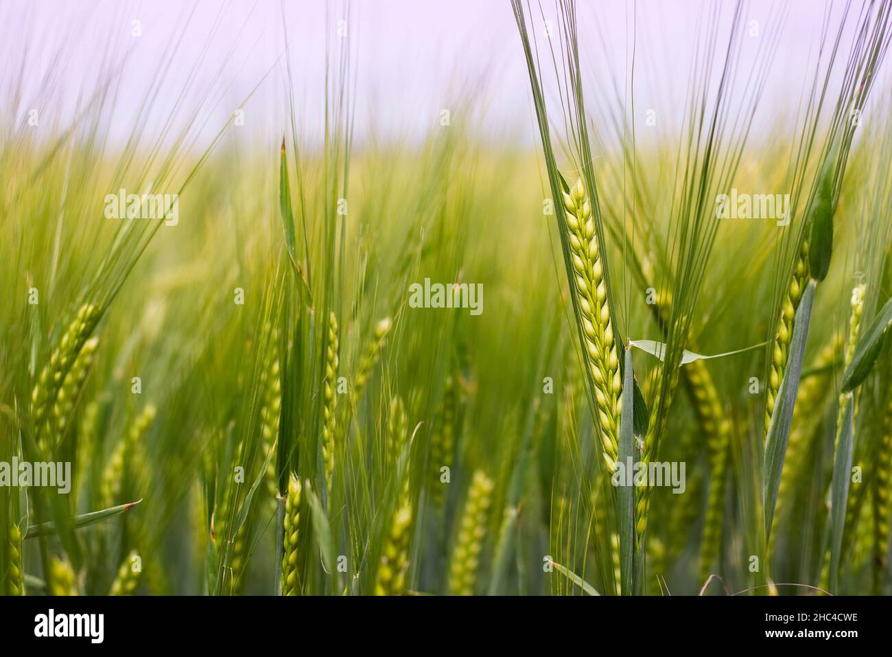 Detail of barley field. Young barley plants in the field. Blurred ...