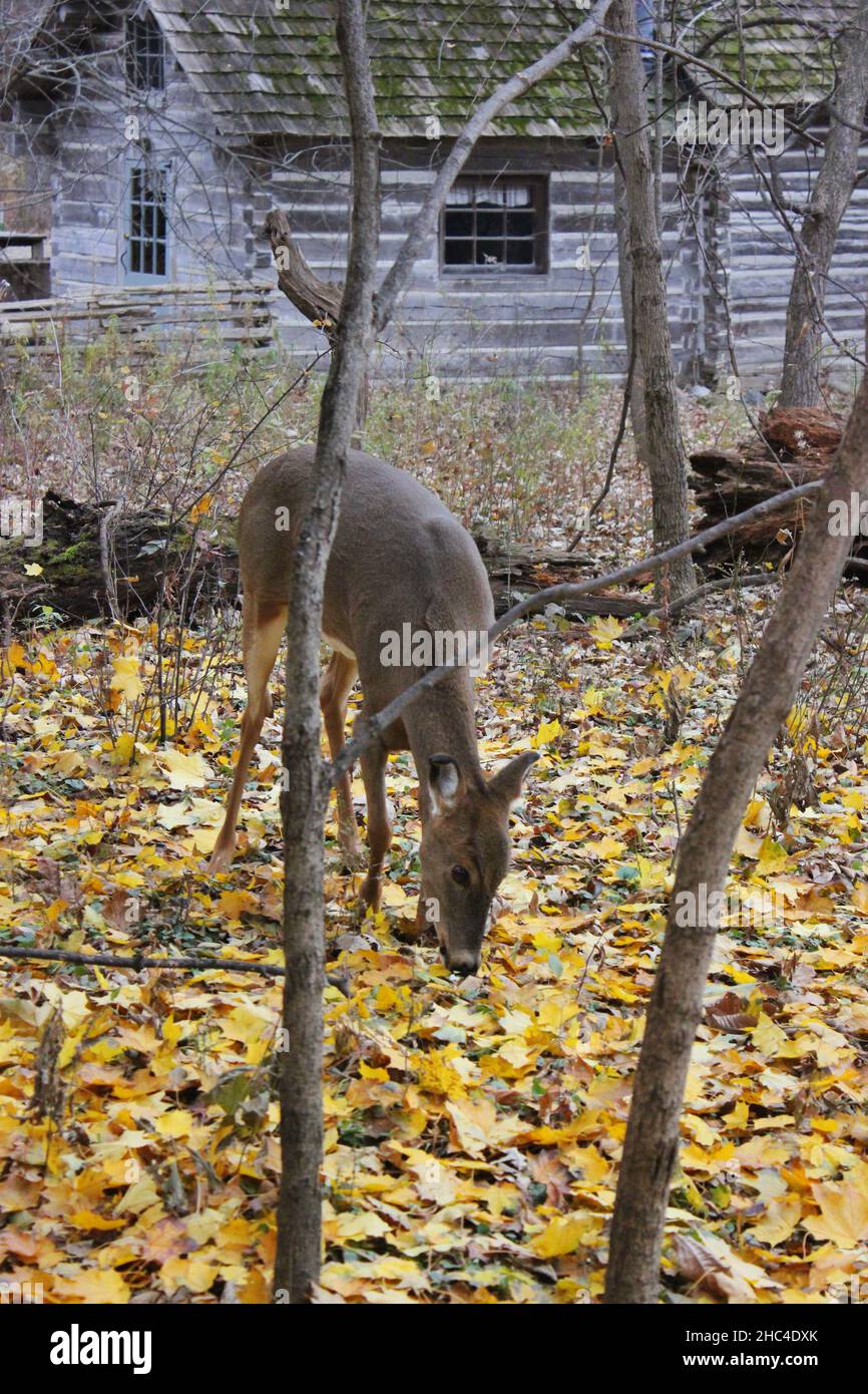 Wild deer doe grazing in the prairie under the beautiful sun Stock ...