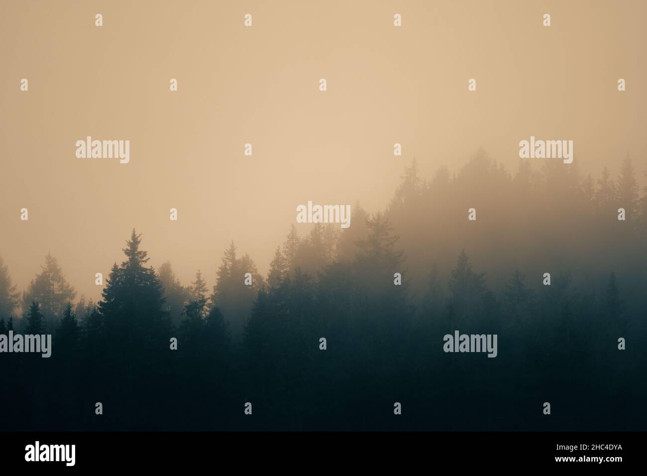 fog in the forest during sunrise Stock Photo - Alamy