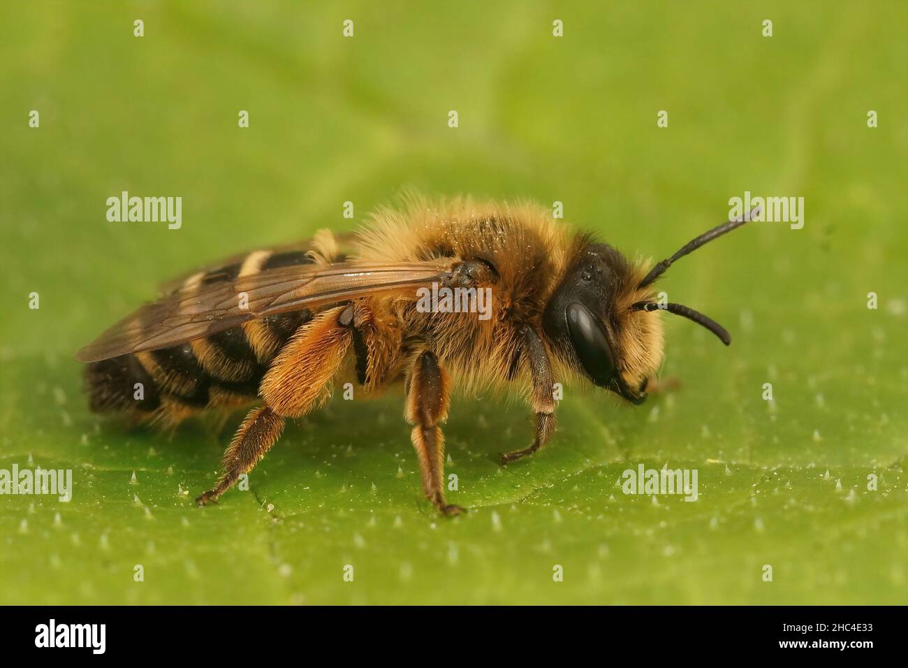Closeup on a brown hairy female Yellow legged mining bee, Andrena ...