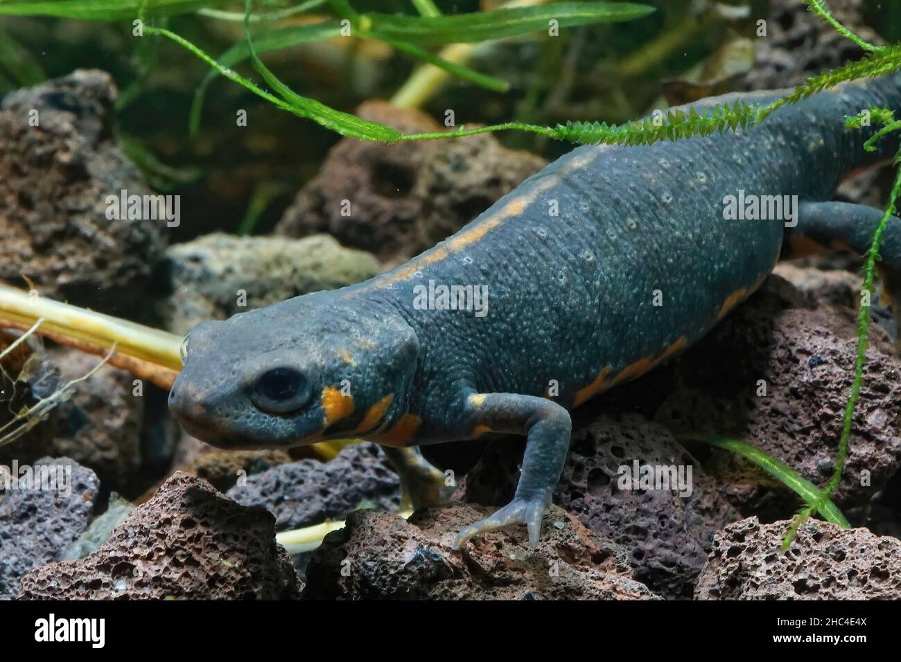 Closeup on an aquatic Chinese Chuxiong fire-bellied , Cynops cyanurus ...