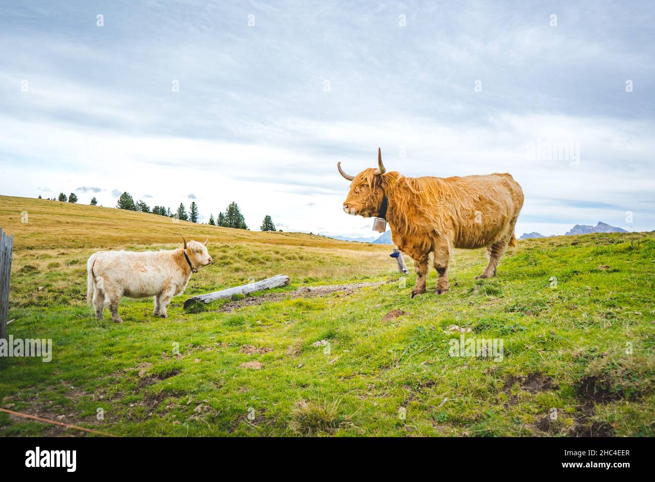 Cows field greece hi-res stock photography and images - Alamy