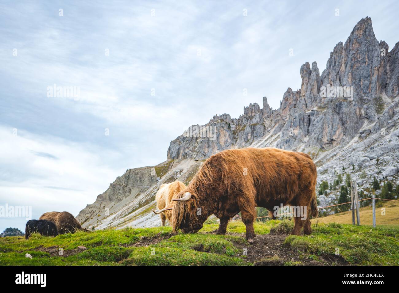 Highland cow field south hi-res stock photography and images - Alamy