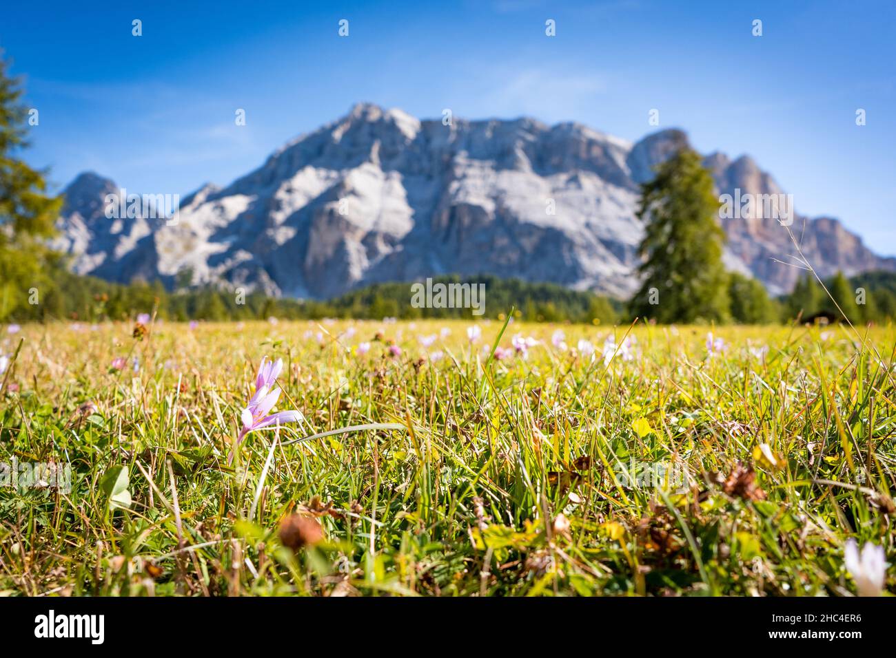 meadow with flowers in the dolomites mountain in spring Stock Photo - Alamy
