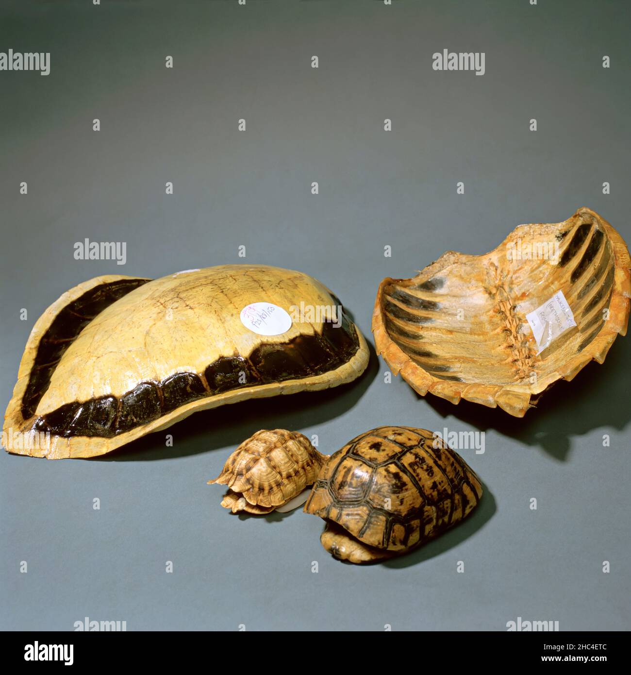 Tortoise shells and hHawksbill turtle shells. All items were ...