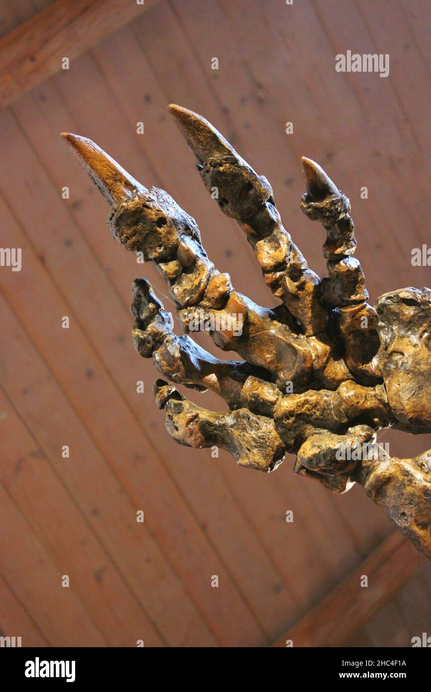 Fossil hand paw of a giant sloth raised in the air Stock Photo - Alamy