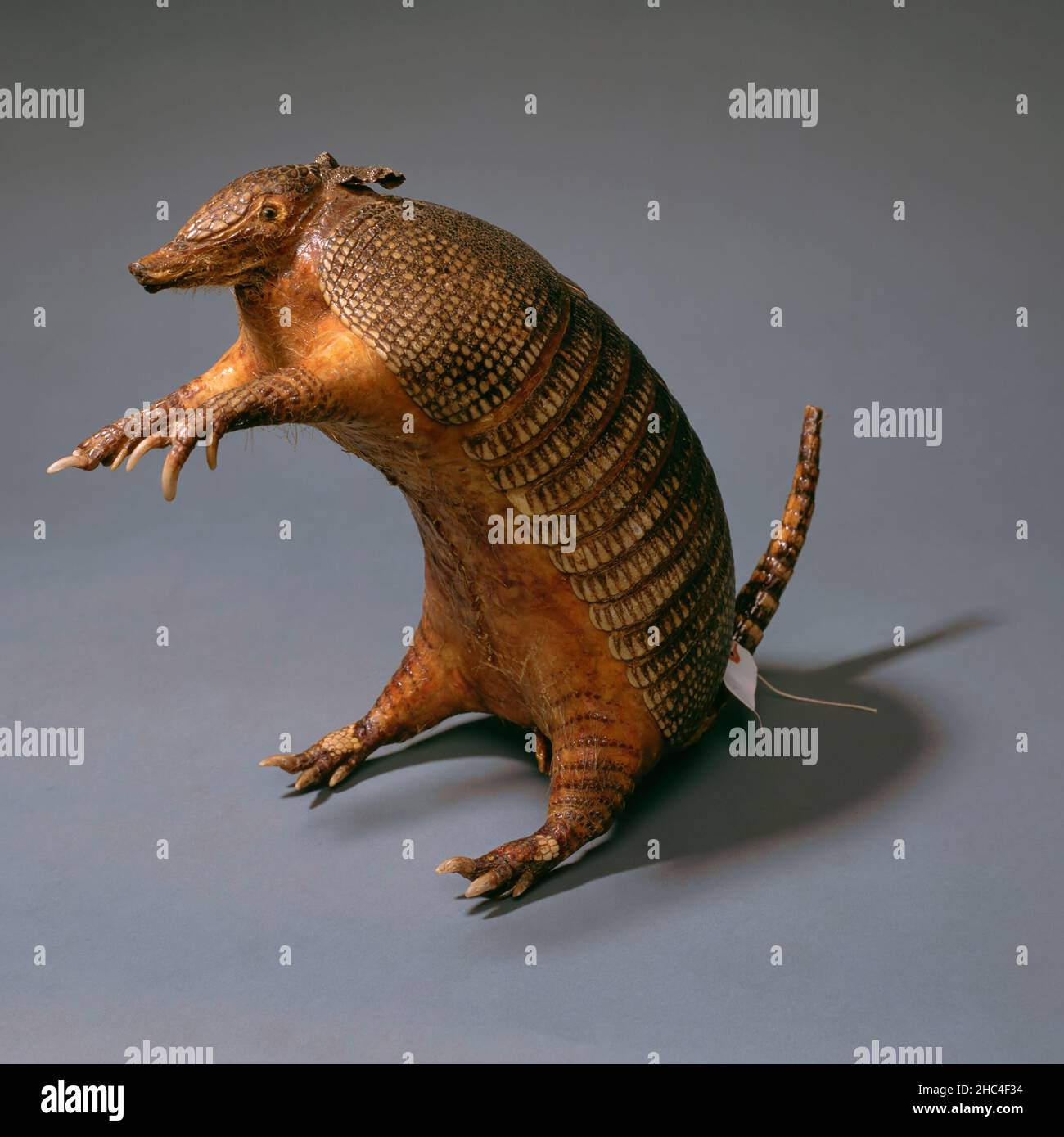 Stuffed armadillo confiscated at the UK border by Customs officers ...