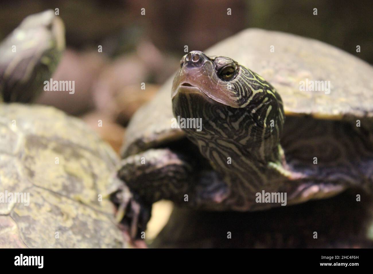 Cute turtle crawling around the stones and rocks in the beautiful sun ...