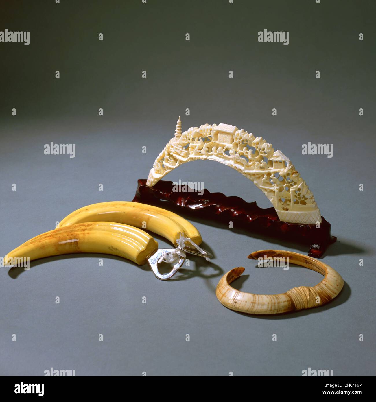 Artifacts and souvenirs made from ivory including pigs (boars) tusks ...