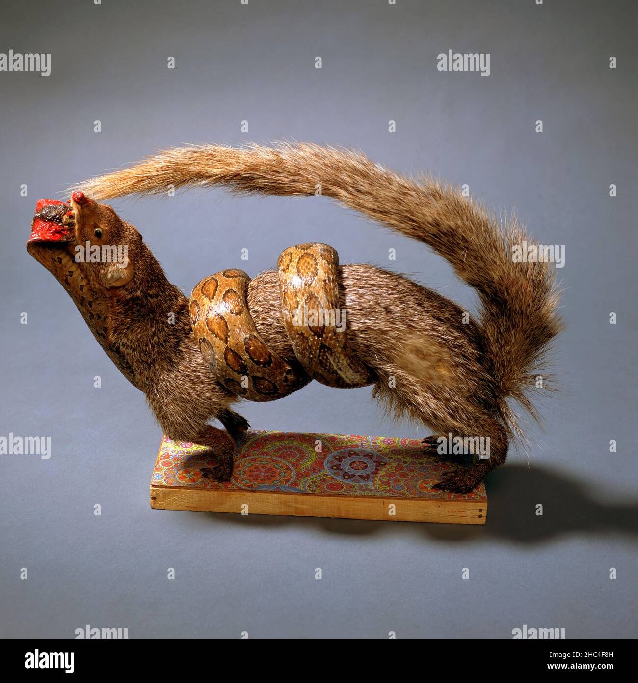 Mongoose and snake souvenir confiscated at the UK border by Customs ...