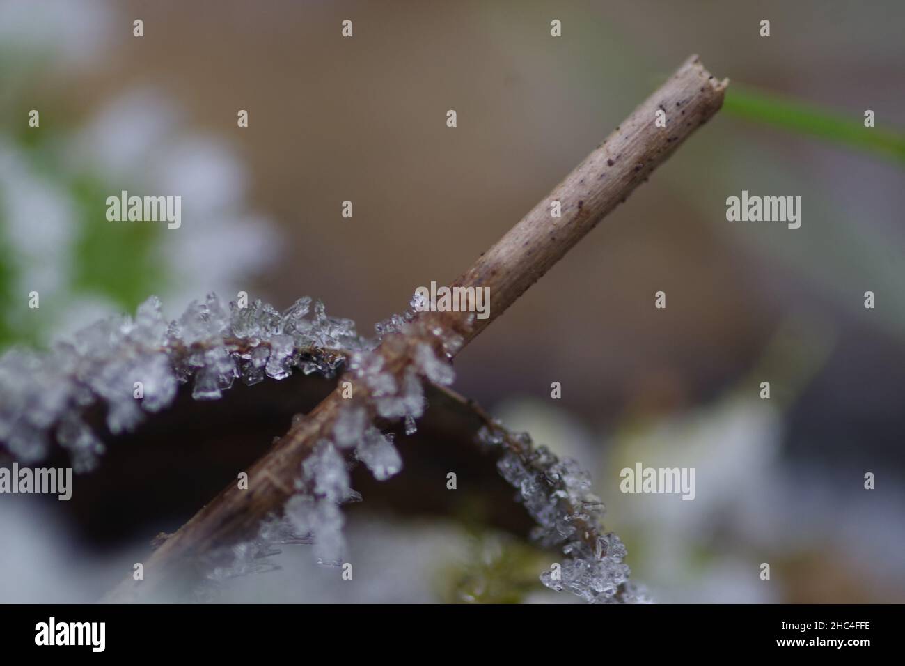 Ice crystals on a broken branch Stock Photo - Alamy