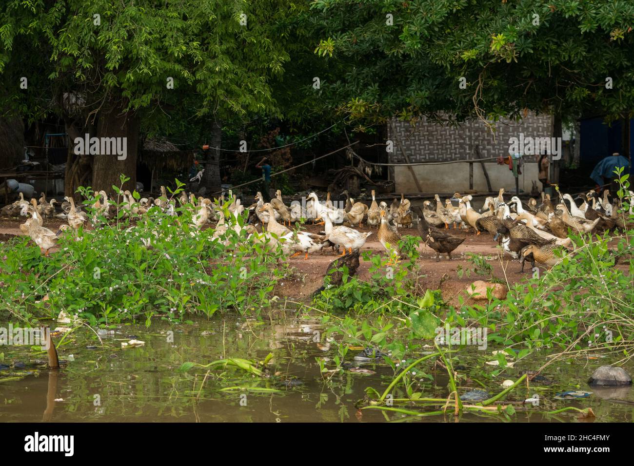 Duck farm hi-res stock photography and images - Alamy