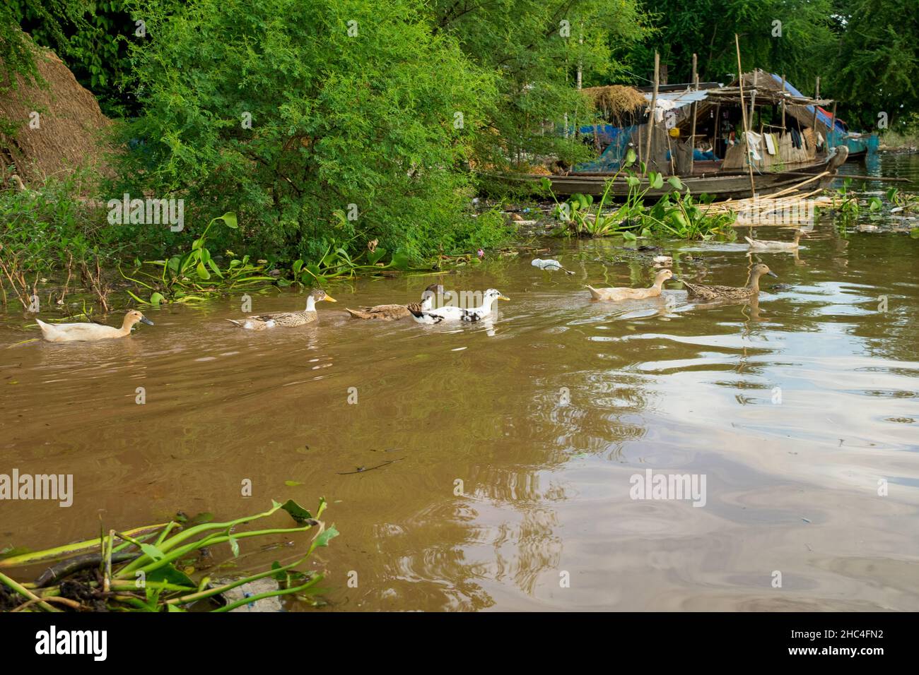 A duck farm in Taungthaman Lake, Amarapura, Mandalay, Myanmar, Burma ...