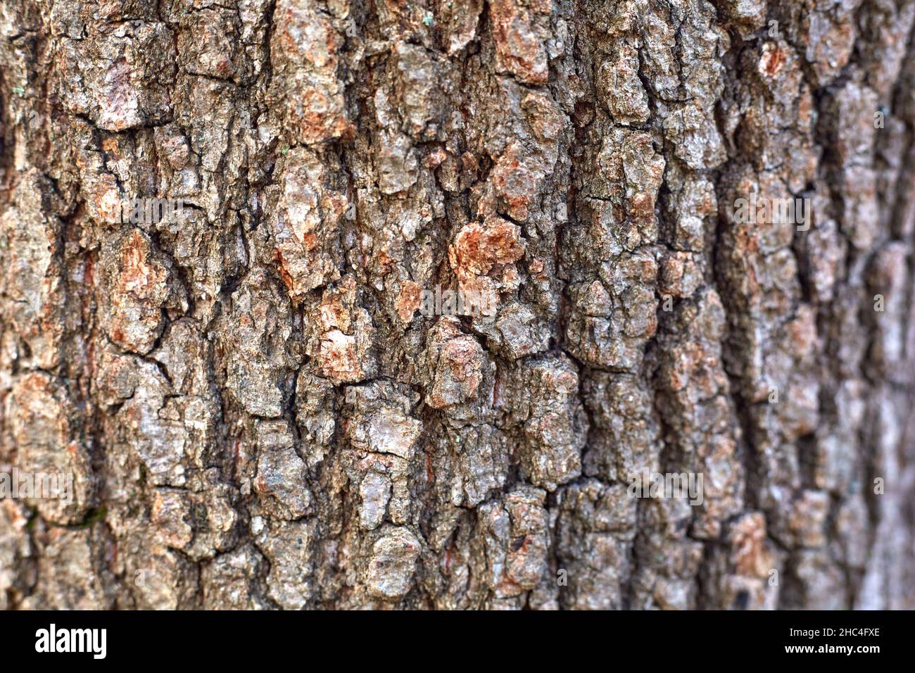Background picture of tree bark, tree structure close-up Stock Photo ...