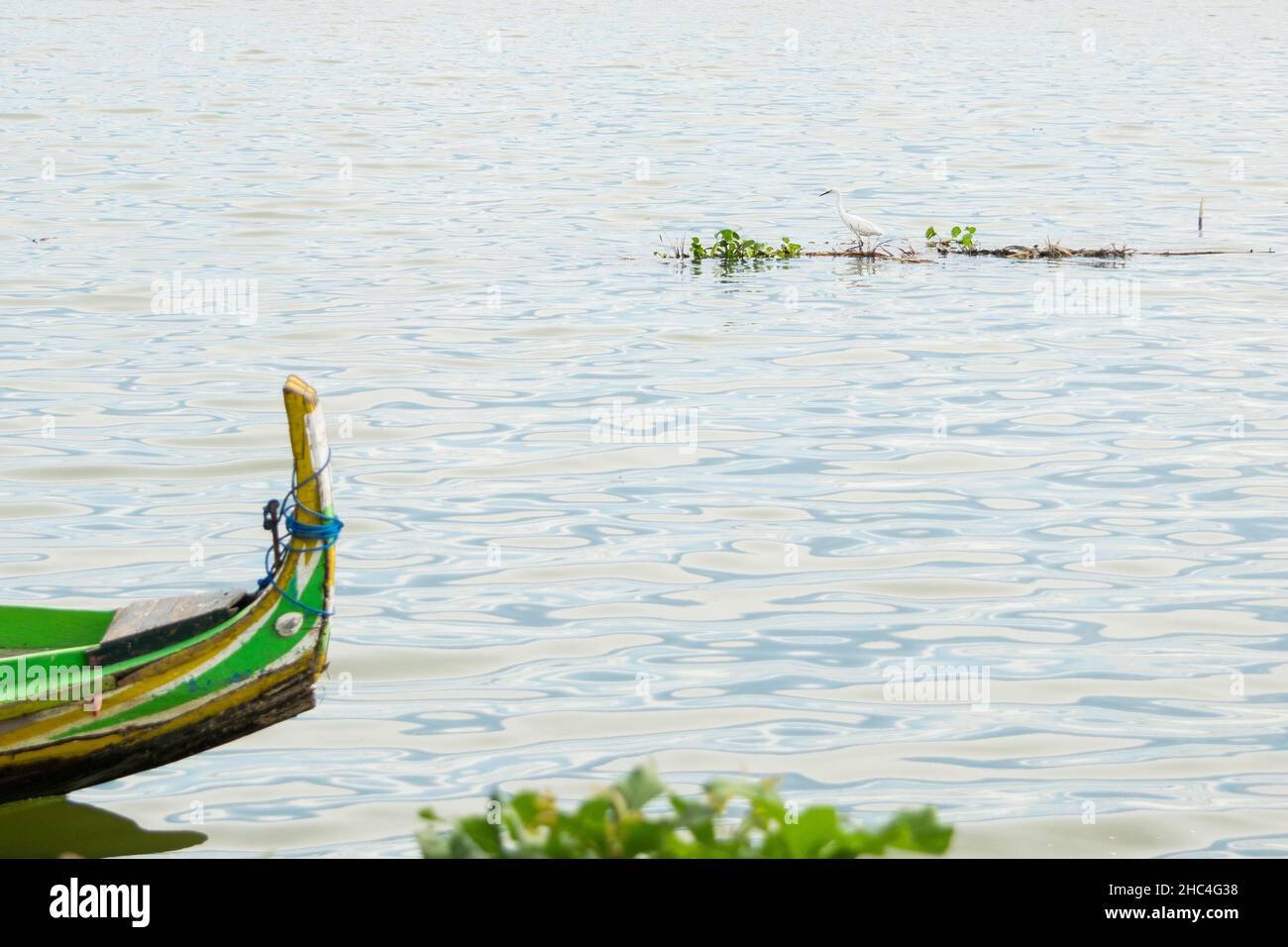 A white Little Egret bird, Egretta garzetta, resting on floating plants ...