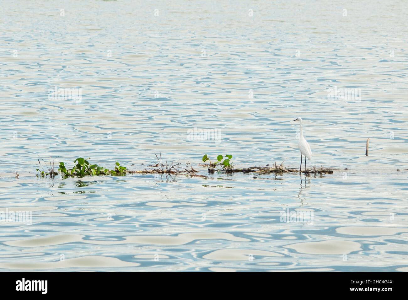 A white Little Egret bird, Egretta garzetta, resting on floating plants ...