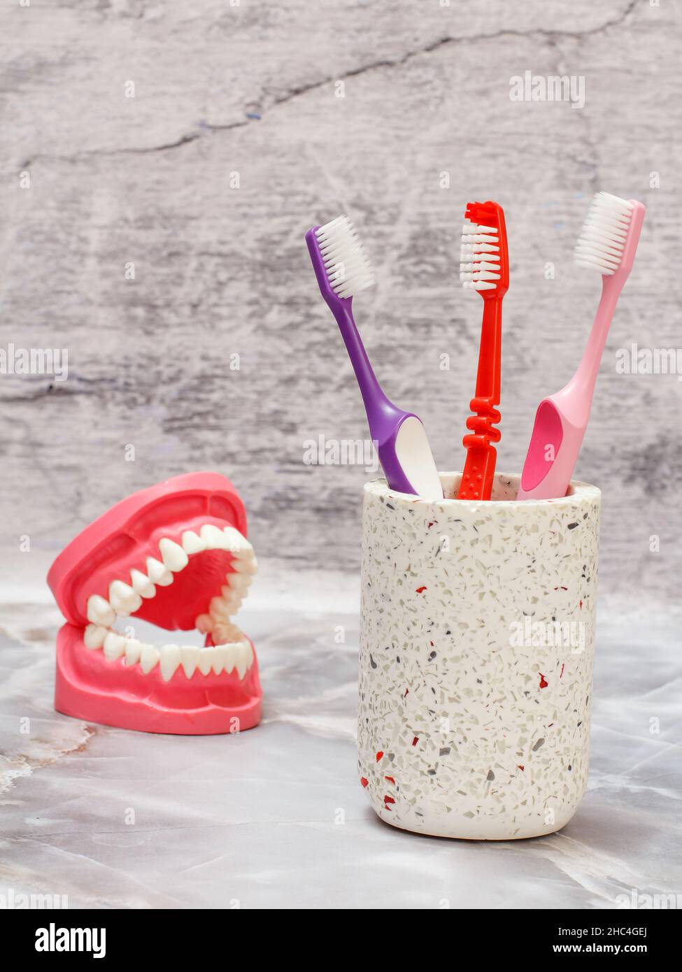 Toothbrushes and layout of the human jaw on the gray background Stock ...
