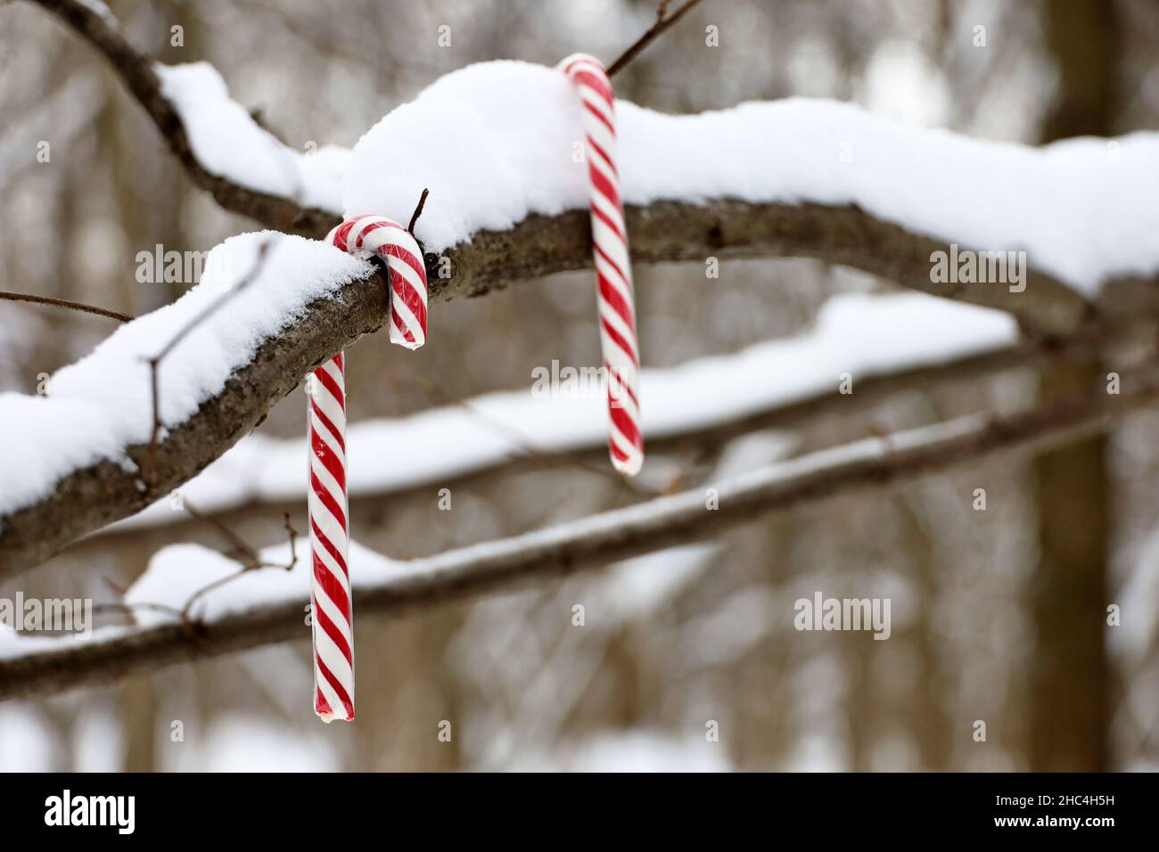 Christmas candy canes hanging on a tree branch covered with snow. Fairy ...