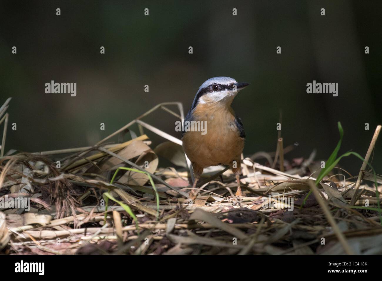 Eurasian nuthatch on the ground, RSPB Leighton Moss, Lancashire ...