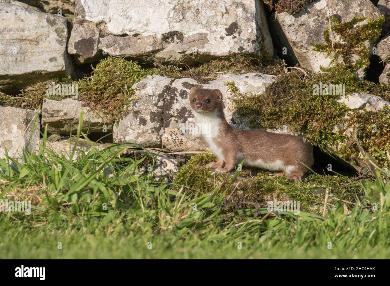 Common weasel with a vole in front of a dry stone wall, Yorkshire Dales ...