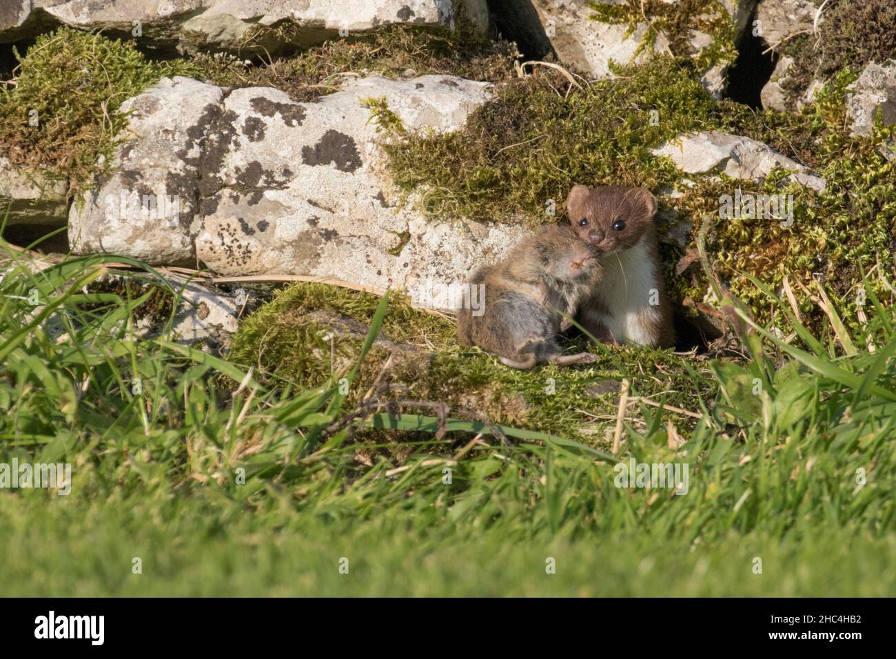 Common weasel with a vole in front of a dry stone wall, Yorkshire Dales ...