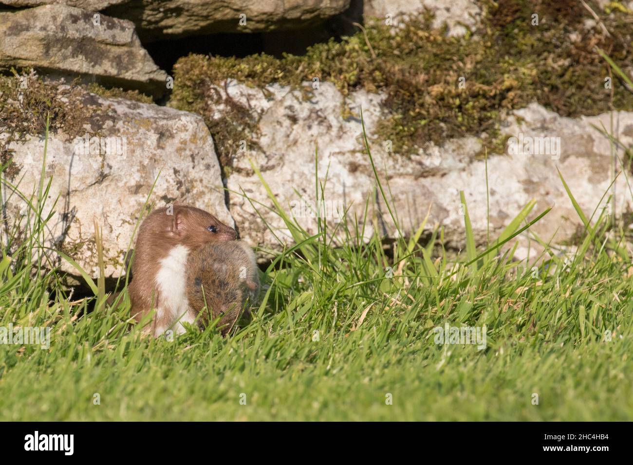 Common weasel with a vole in front of a dry stone wall, Yorkshire Dales ...
