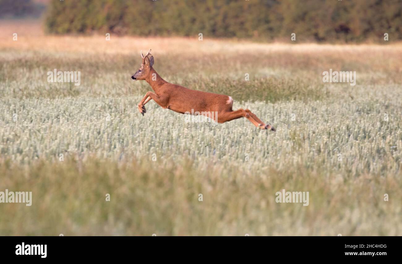 Roe deer jumping across a crop field, York, North Yorkshire, England ...