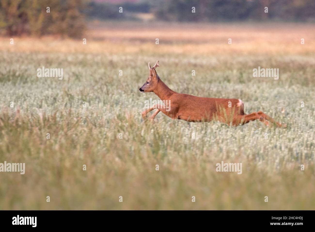 Roe deer jumping across a crop field, York, North Yorkshire, England ...