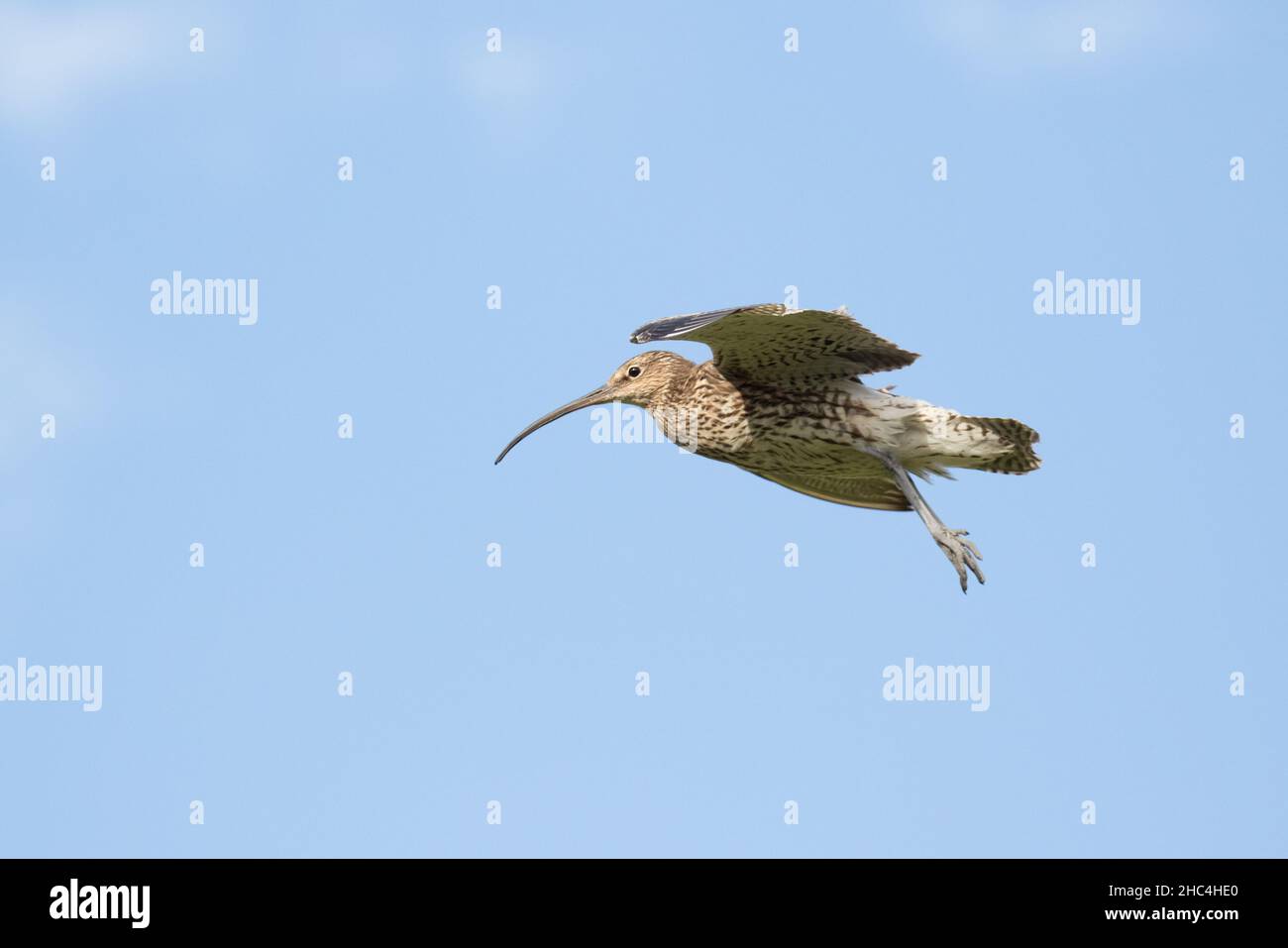 Eurasian curlew flying in the Yorkshire Dales, England, UK Stock Photo ...