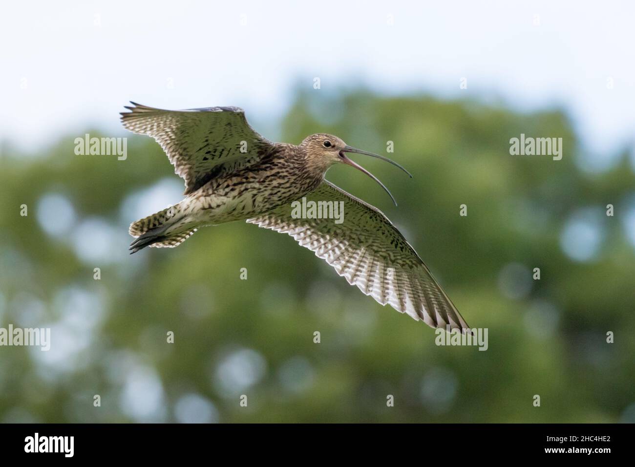 Eurasian curlew flying in the Yorkshire Dales, England, UK Stock Photo ...