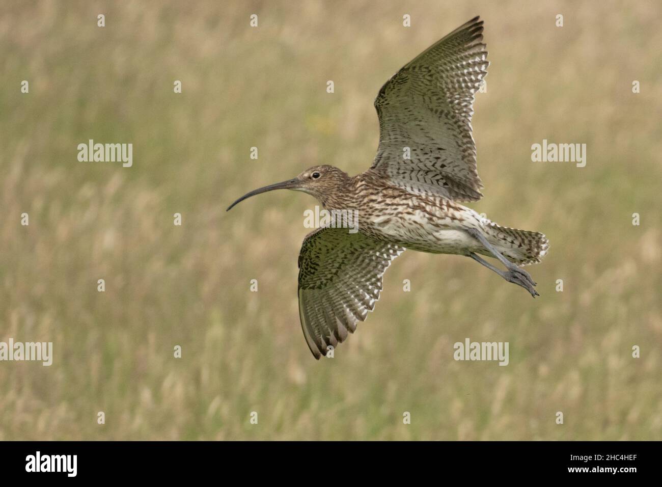 Eurasian curlew flying in the Yorkshire Dales, England, UK Stock Photo ...