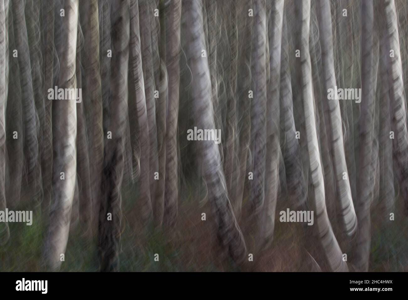 Impressionistic Silver Birch trees taken in a wood near York, England ...