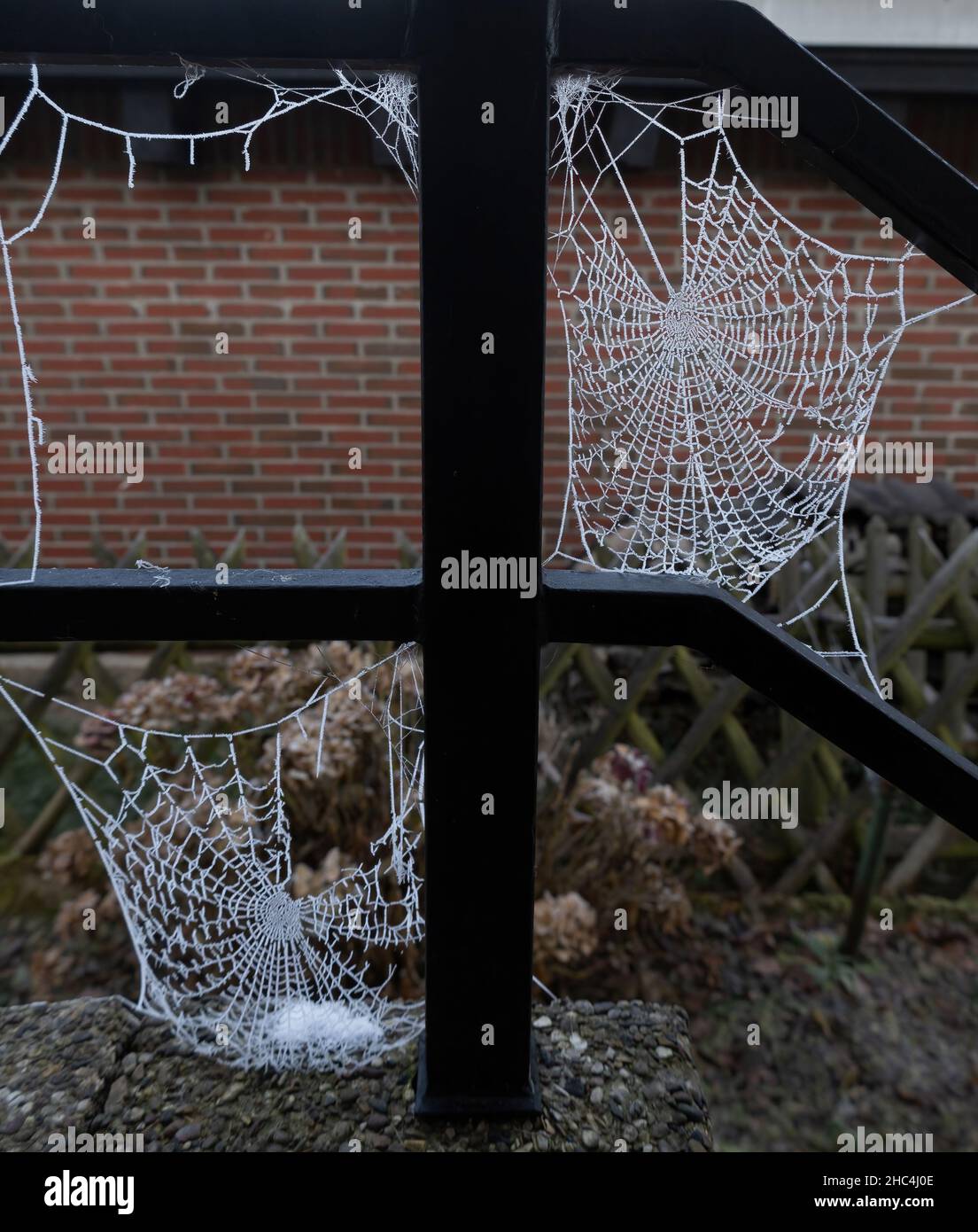 Frozen Spider Webs Stock Photo - Alamy