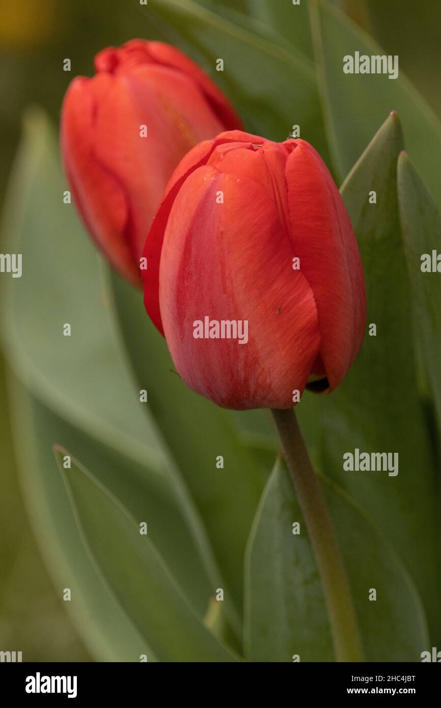 Vertical shot two flower hi-res stock photography and images - Alamy