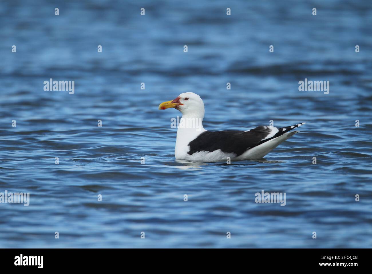 Roadkill bill hi-res stock photography and images - Alamy