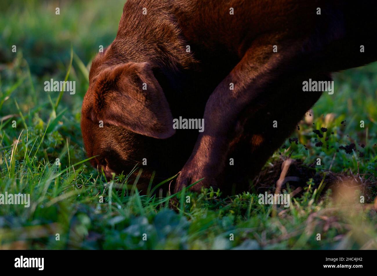 Labrador digging dig hi-res stock photography and images - Alamy