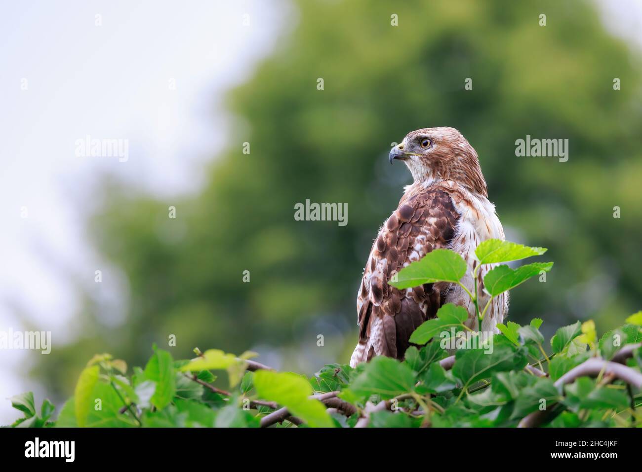 Closeup shot buzzard on hi-res stock photography and images - Alamy