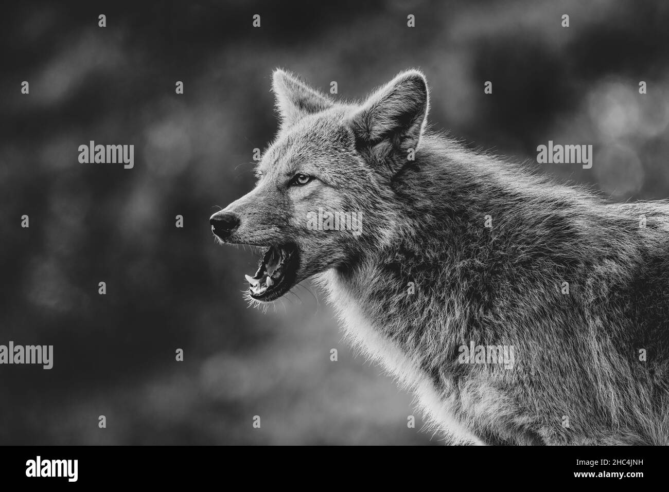 Growling wolf hi-res stock photography and images - Alamy