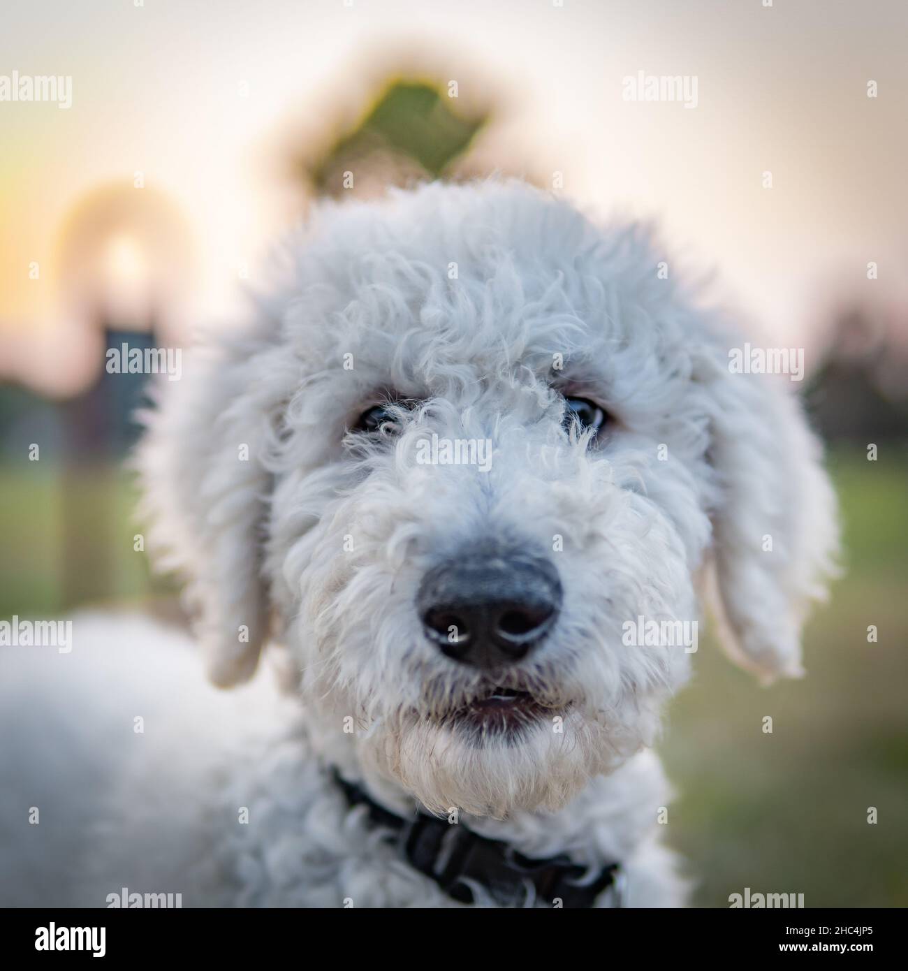 Fluffy white dog hi-res stock photography and images - Alamy