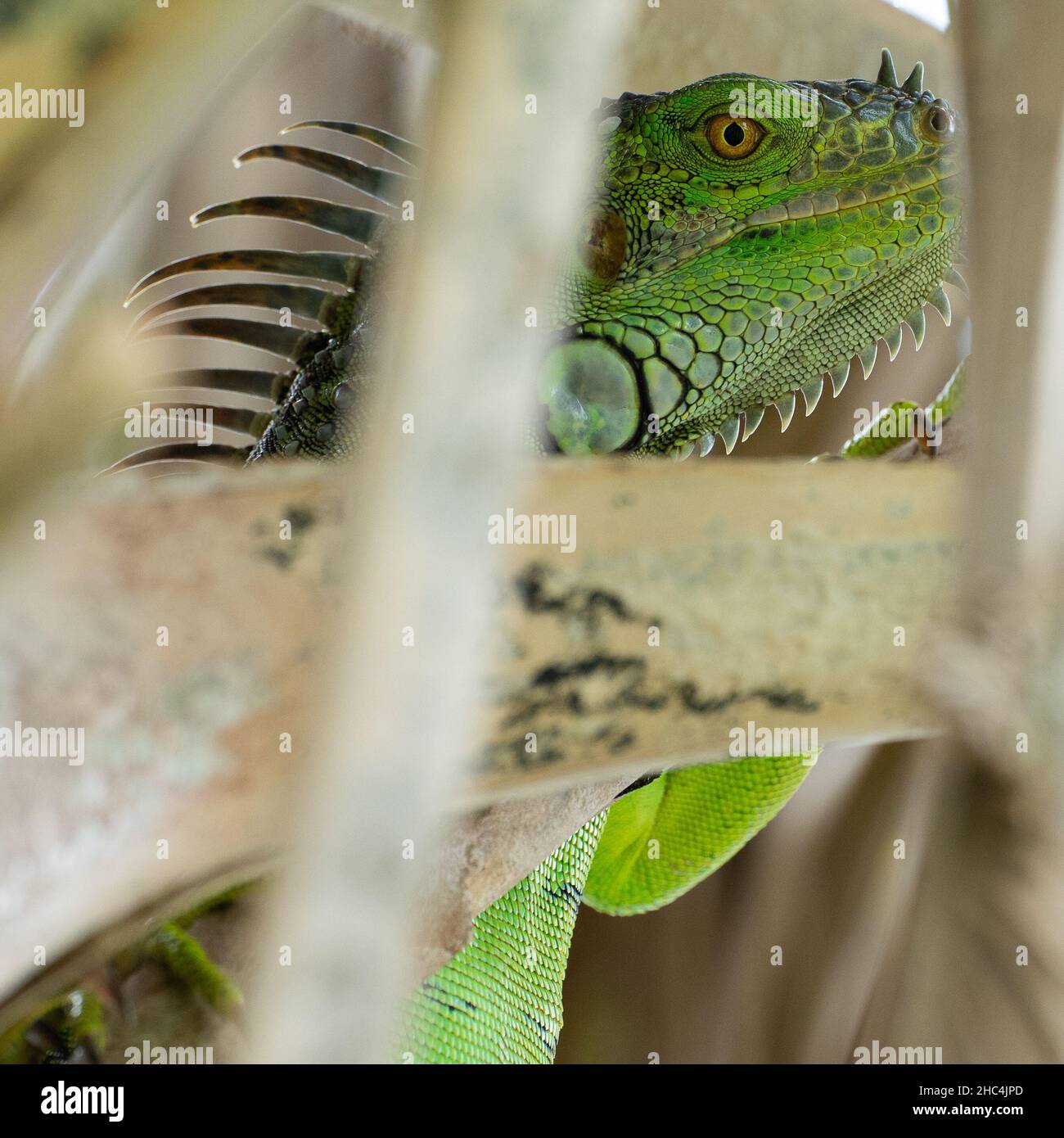 Hiding behind branches hi-res stock photography and images - Alamy