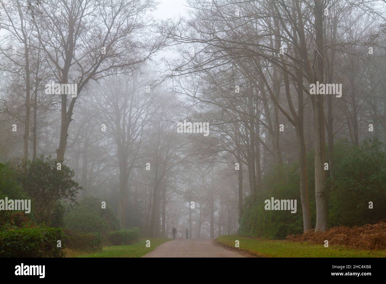 Foggy dog hi-res stock photography and images - Alamy